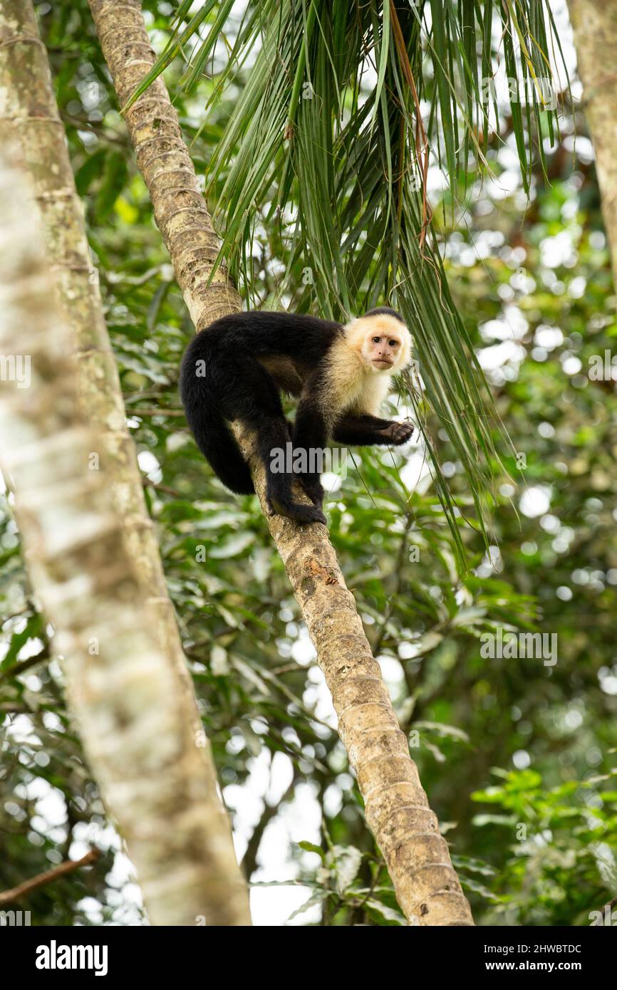 White-Faced Capuchin (Cebus capucinus) in a tree Stock Photo - Alamy