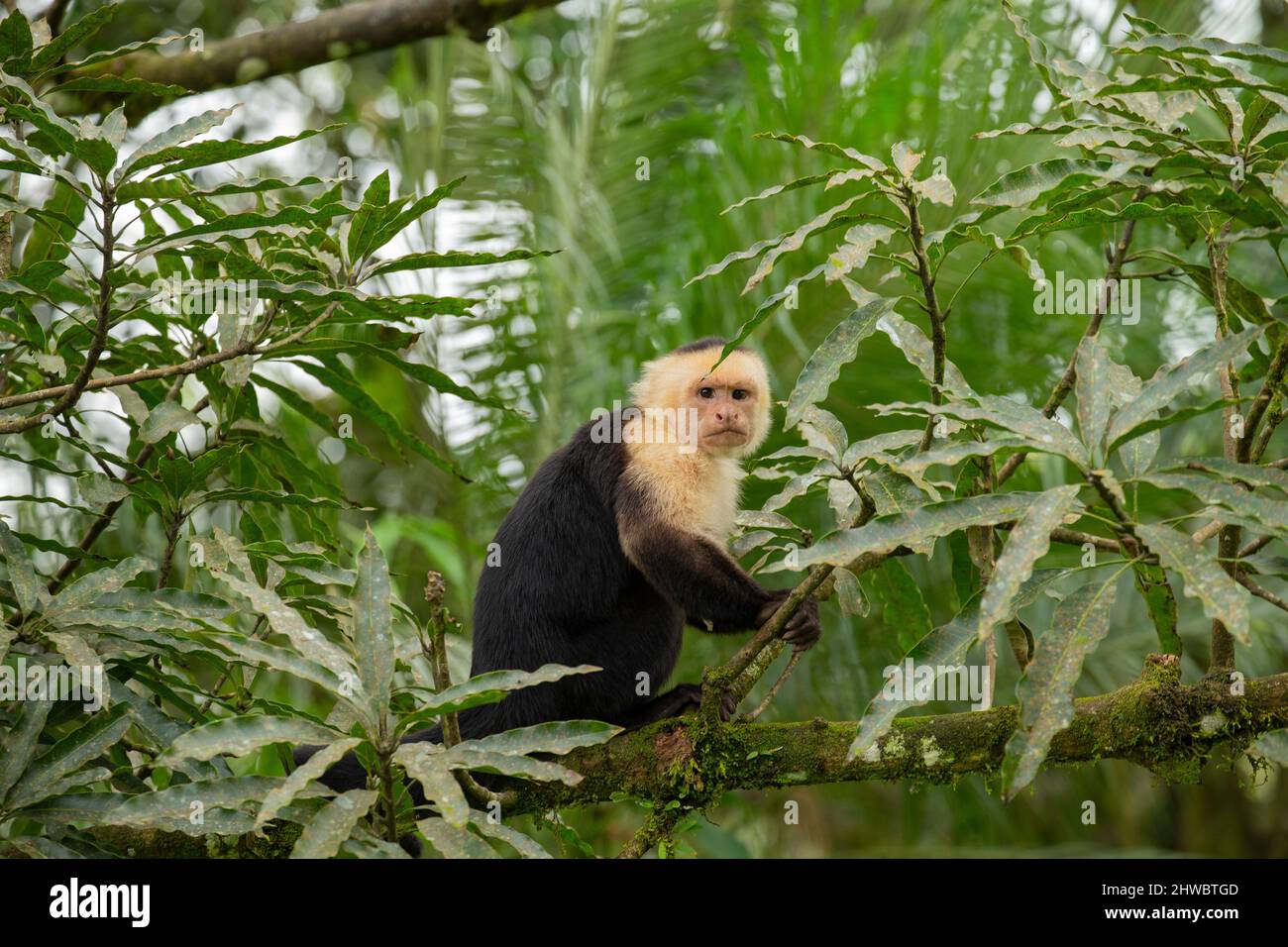 White-Faced Capuchin (Cebus capucinus) siting on a tree branch Stock ...