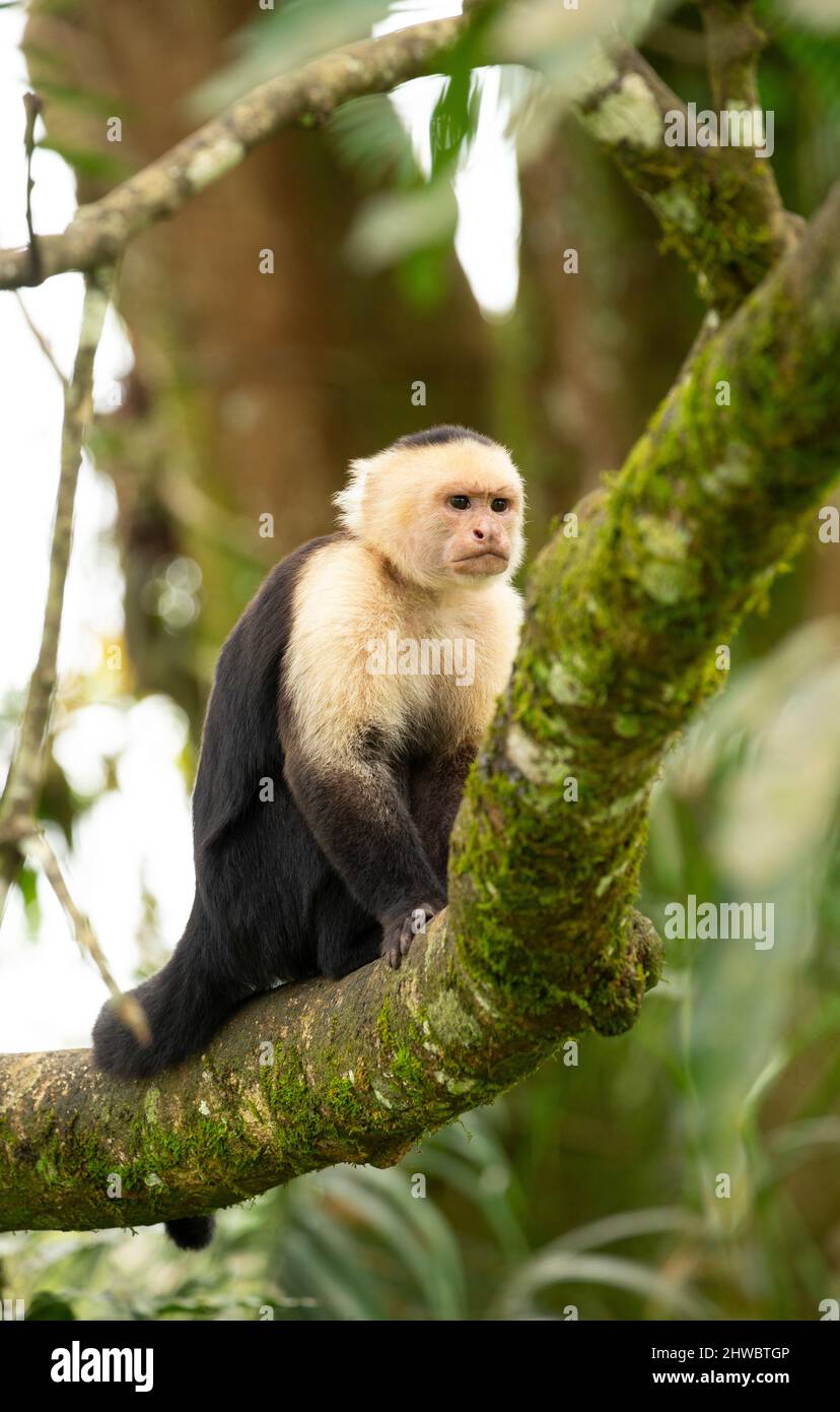 White-Faced Capuchin (Cebus capucinus) siting on a tree branch Stock ...