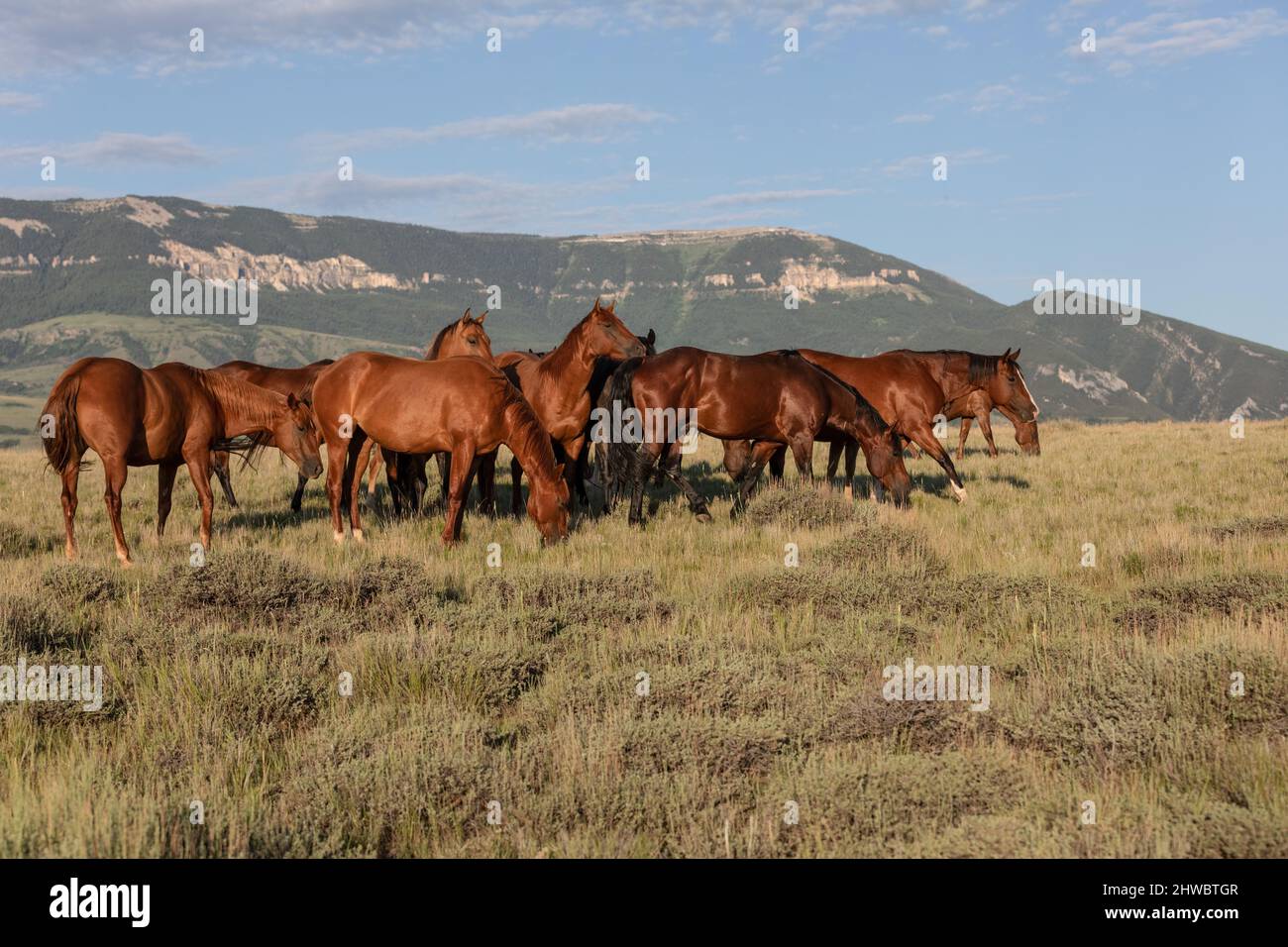 American quarter horse sorrel stallion hi-res stock photography and ...