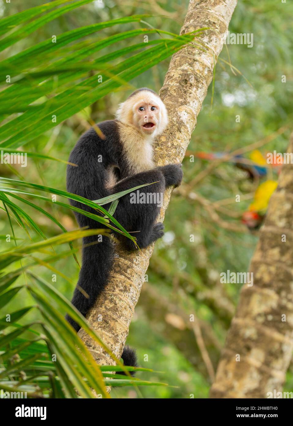 White-Faced Capuchin (Cebus capucinus) climbing a tree Stock Photo - Alamy