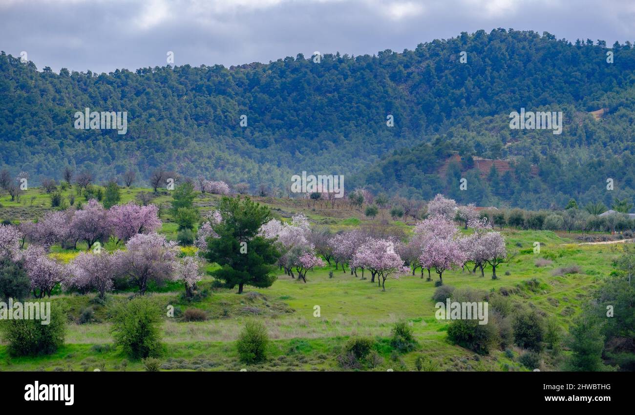 Colorful meadow and almond trees with pink-white blossoms in the ...