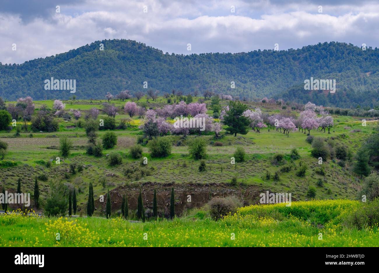 Colorful meadow and almond trees with pink-white blossoms in the ...