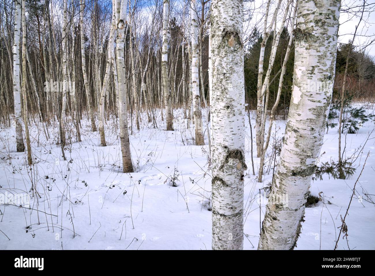 Birch trees in winter hi-res stock photography and images - Alamy