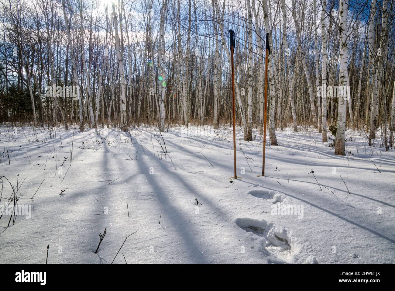 Cross-country ski poles on the winter forest with lens flare Stock ...