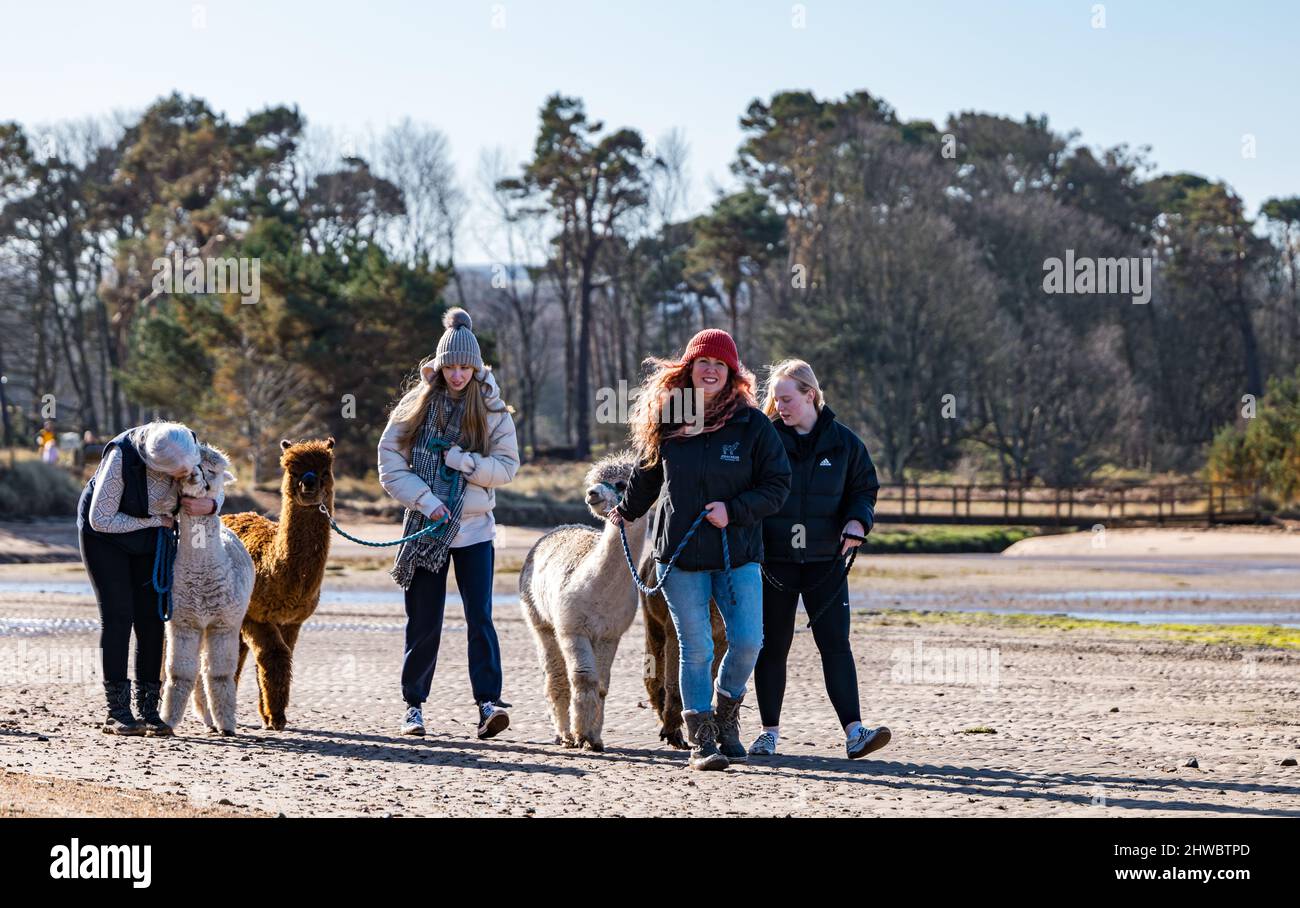 Hedderwick Hill Farm, East Lothian, Scotland, United Kingdom, 5th March ...