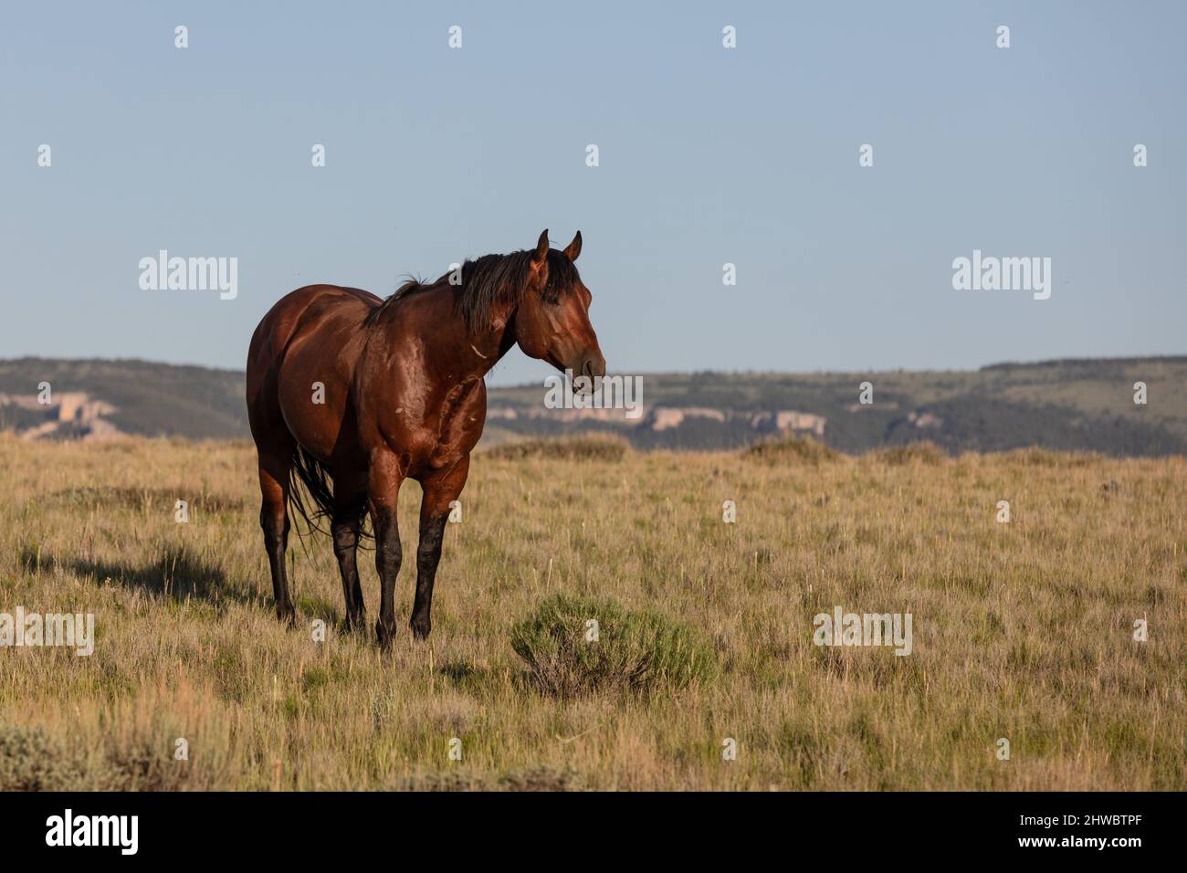 Wyoming Montana Ranch horse herd in Pryor Mountains. Yellowstone area ...