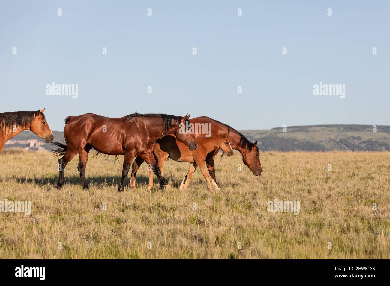 American quarter horse sorrel stallion hi-res stock photography and ...