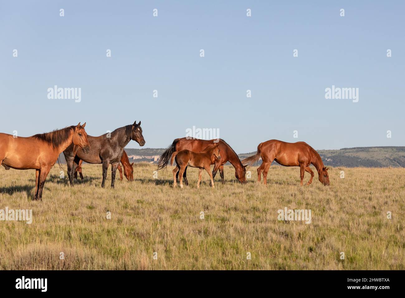 Wyoming Montana Ranch horse herd in Pryor Mountains. Yellowstone area ...