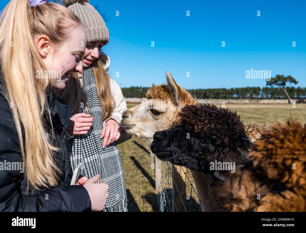 Hedderwick Hill Farm, East Lothian, Scotland, United Kingdom, 5th March ...