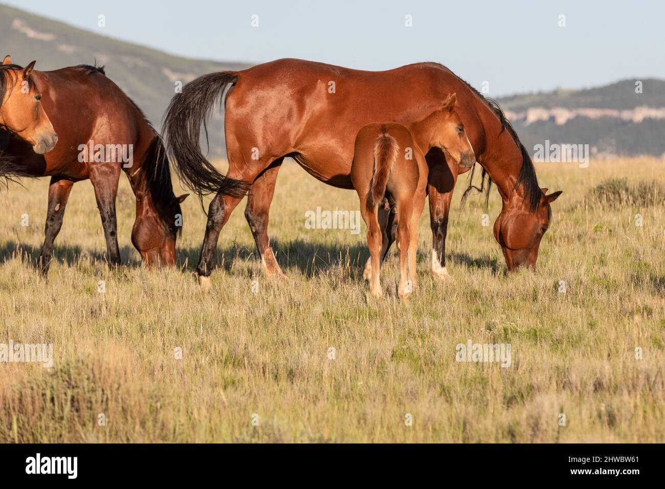 Wyoming Montana Ranch horse herd in Pryor Mountains. Yellowstone area ...