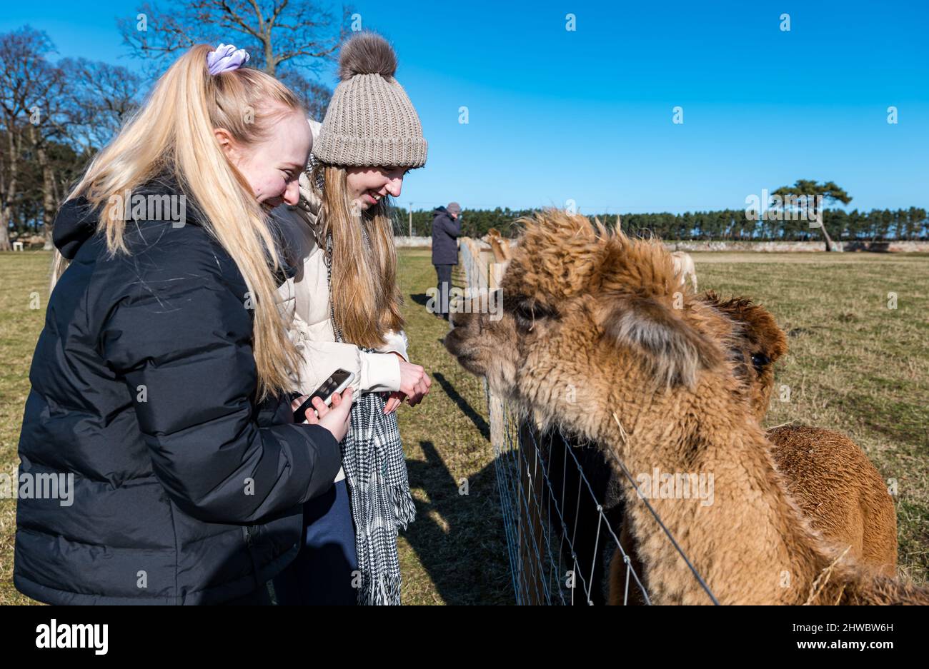 Hedderwick Hill Farm, East Lothian, Scotland, United Kingdom, 5th March ...
