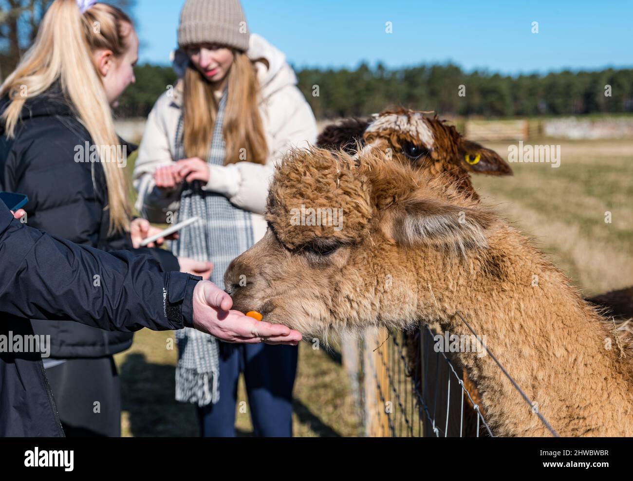 Hedderwick Hill Farm, East Lothian, Scotland, United Kingdom, 5th March ...