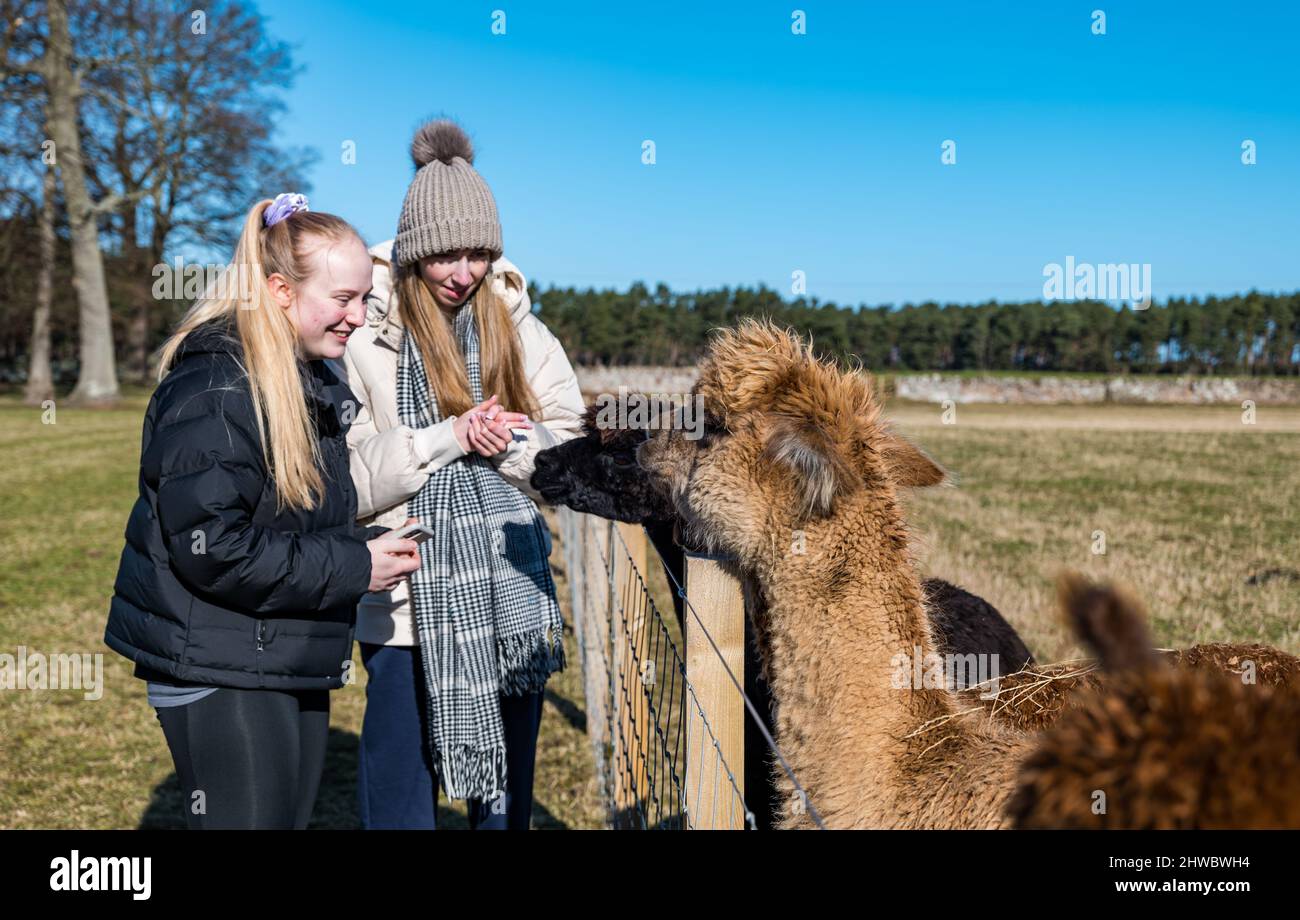 Hedderwick Hill Farm, East Lothian, Scotland, United Kingdom, 5th March ...