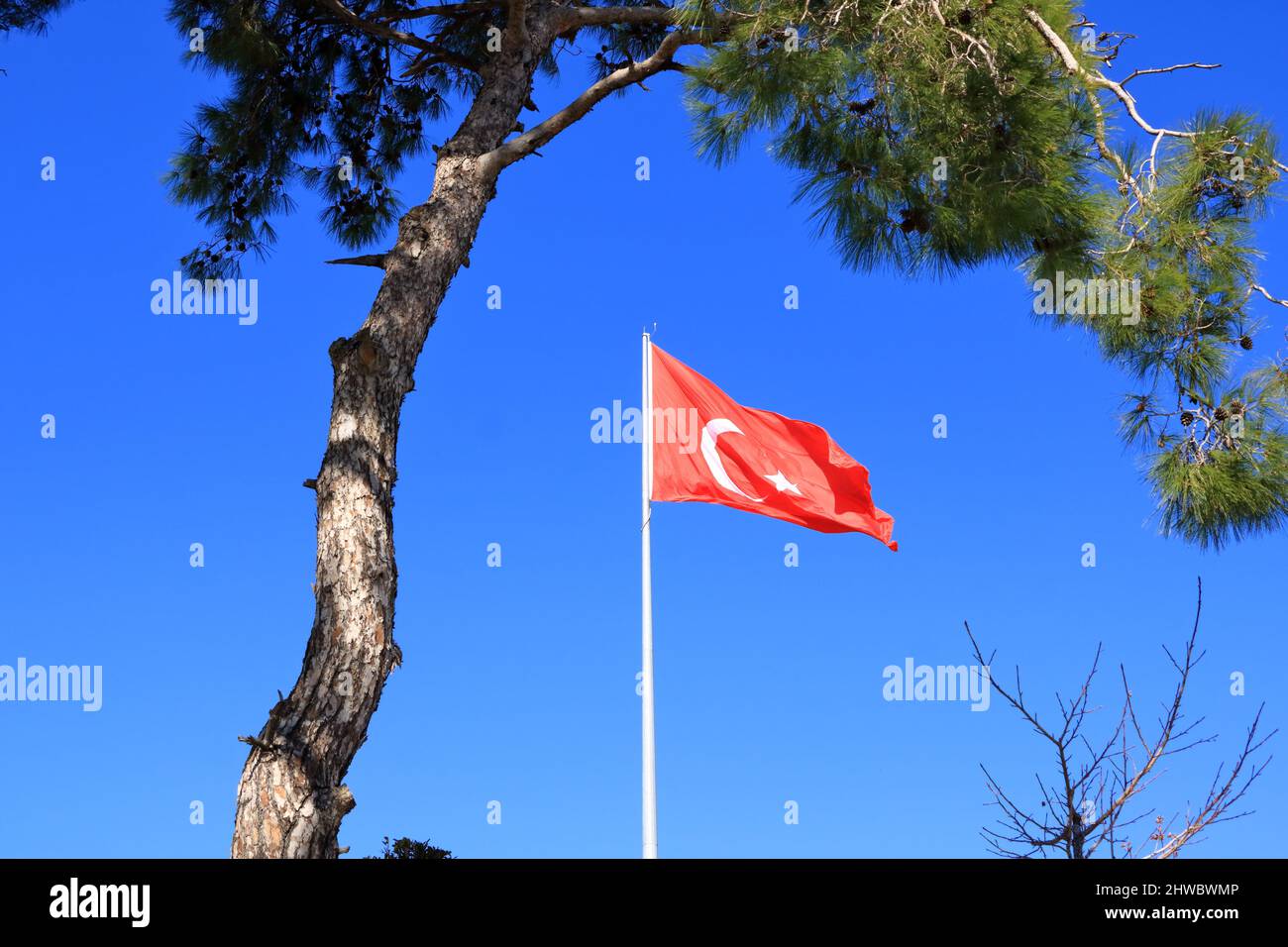 The Turkish Flag and Tree Branches Stock Photo - Alamy