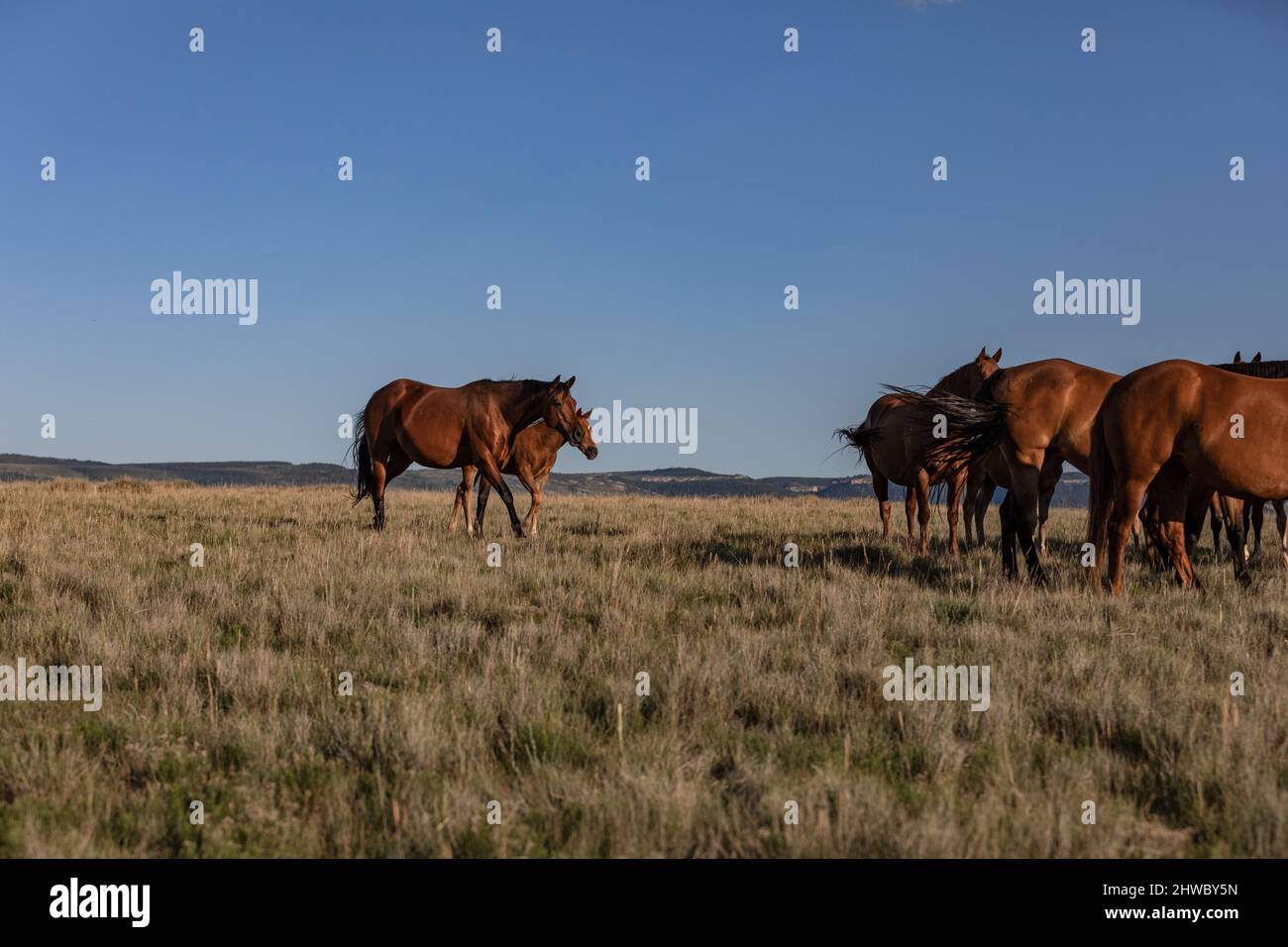 Wyoming Montana Ranch horse herd in Pryor Mountains. Yellowstone area ...