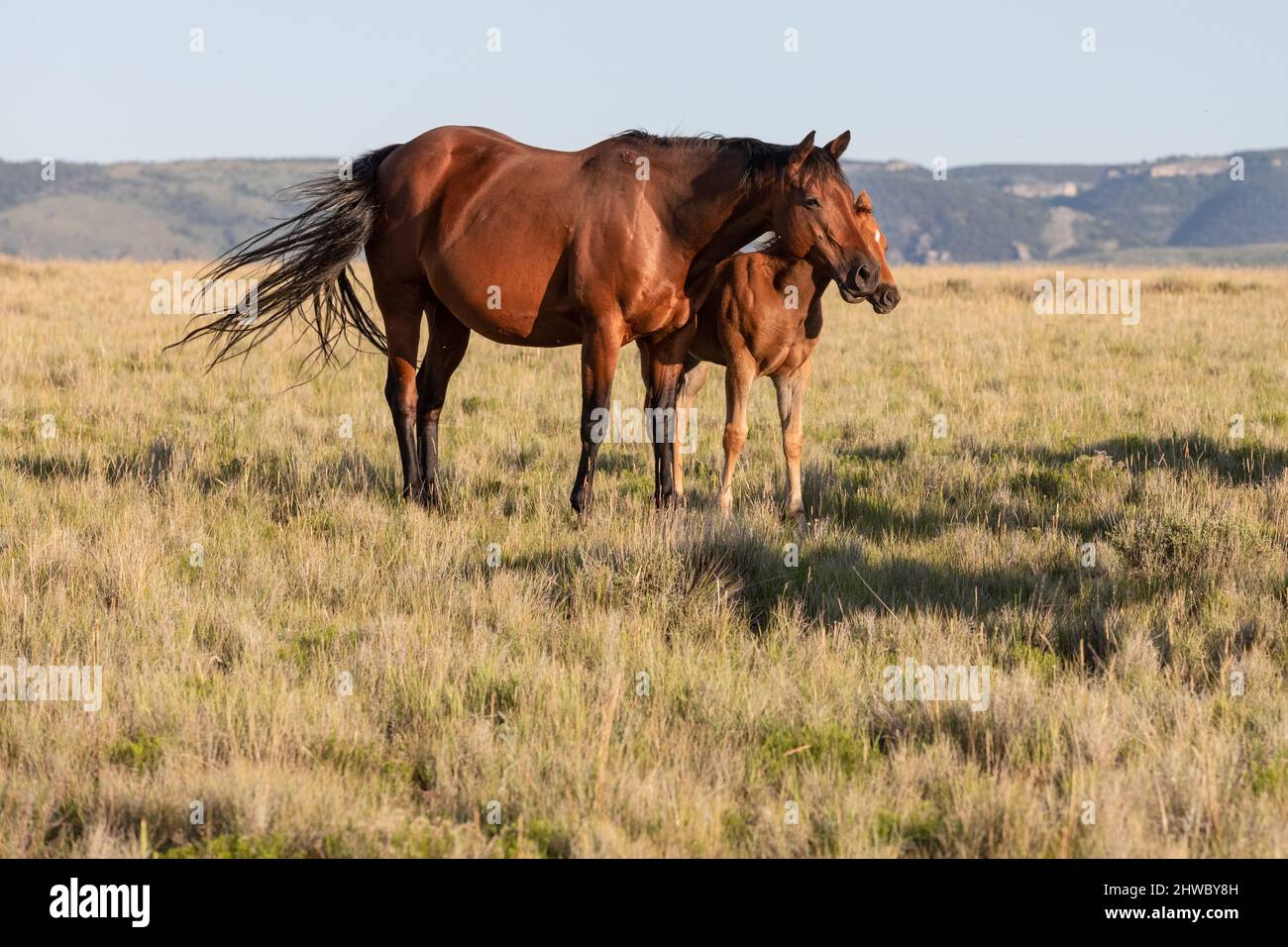 Wyoming Montana Ranch horse herd in Pryor Mountains. Yellowstone area ...