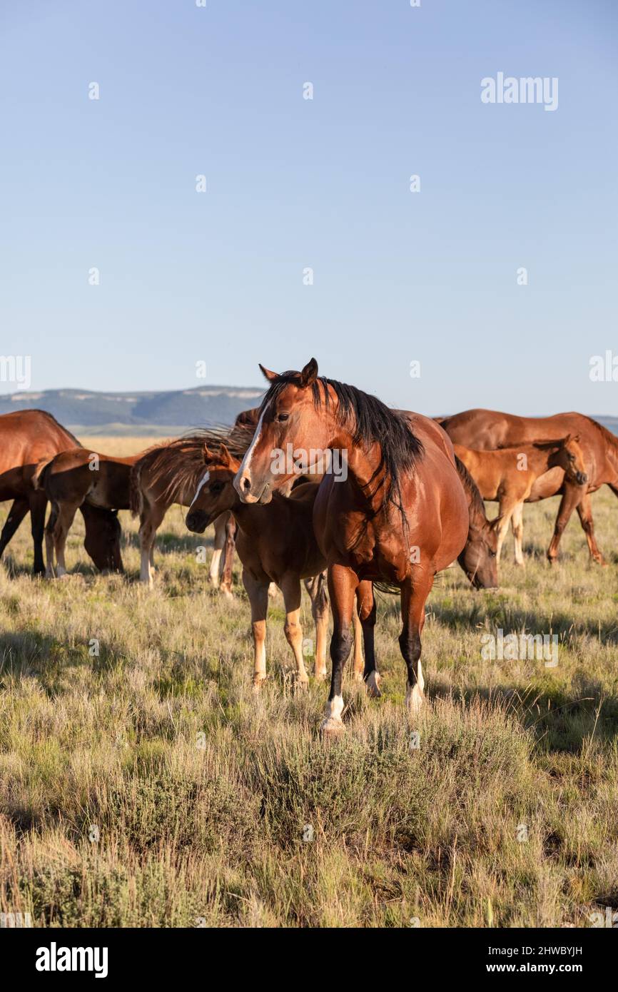 American quarter horse sorrel stallion hi-res stock photography and ...