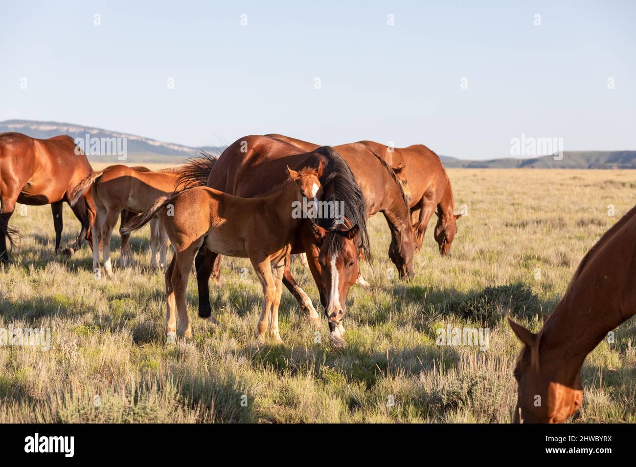 American quarter horse sorrel stallion hi-res stock photography and ...