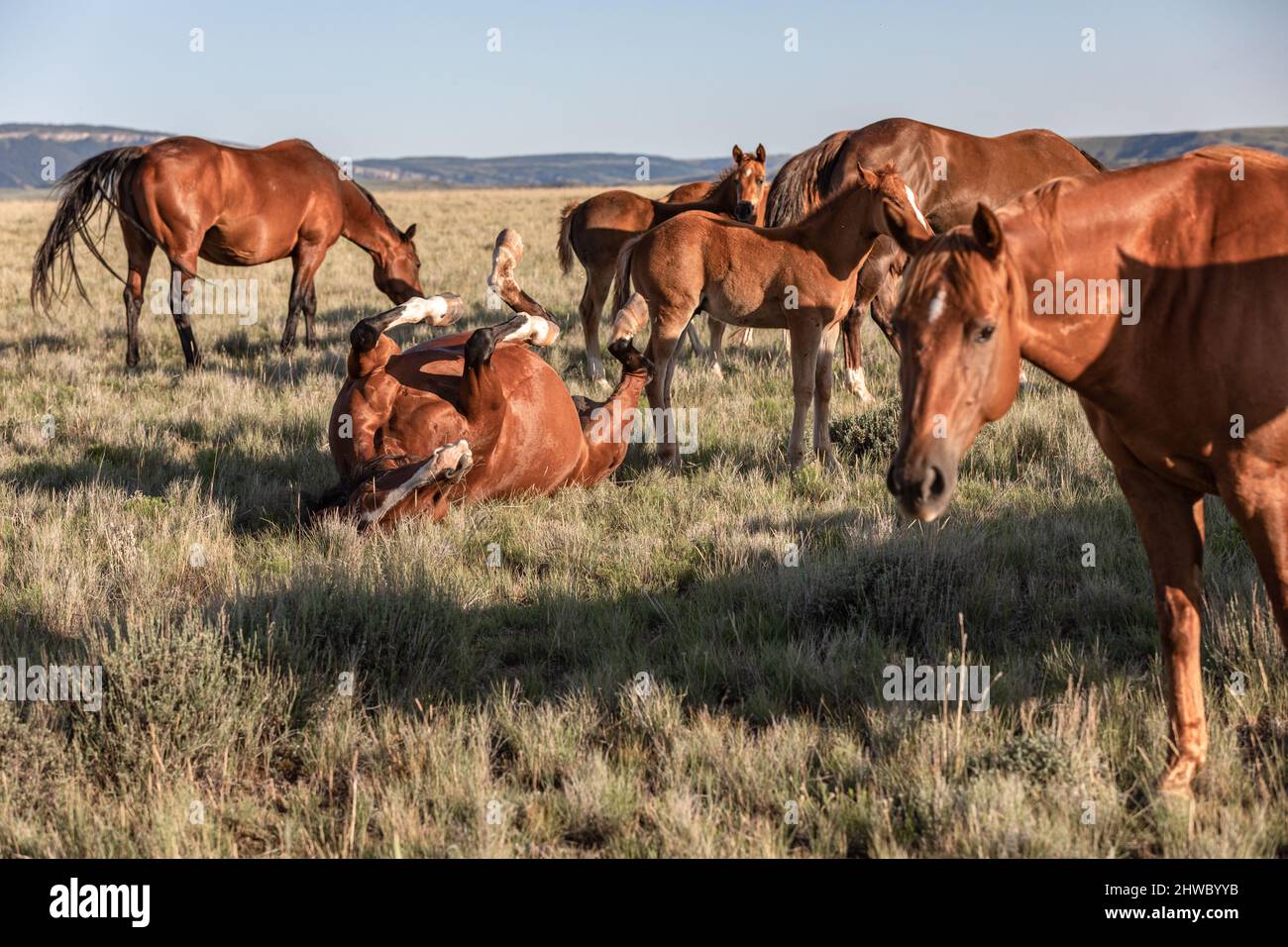 American quarter horse sorrel stallion hi-res stock photography and ...