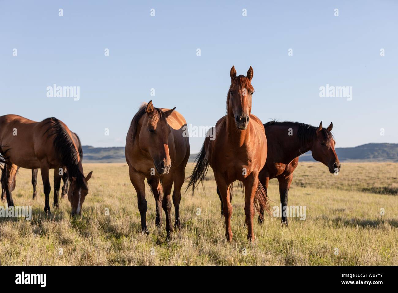 American quarter horse sorrel stallion hi-res stock photography and ...