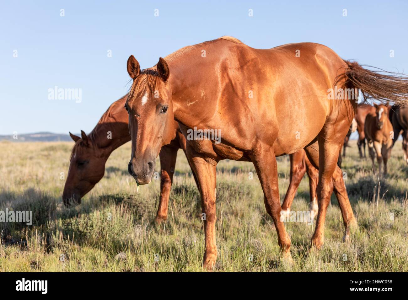 Wyoming Montana Ranch horse herd in Pryor Mountains. Yellowstone area ...
