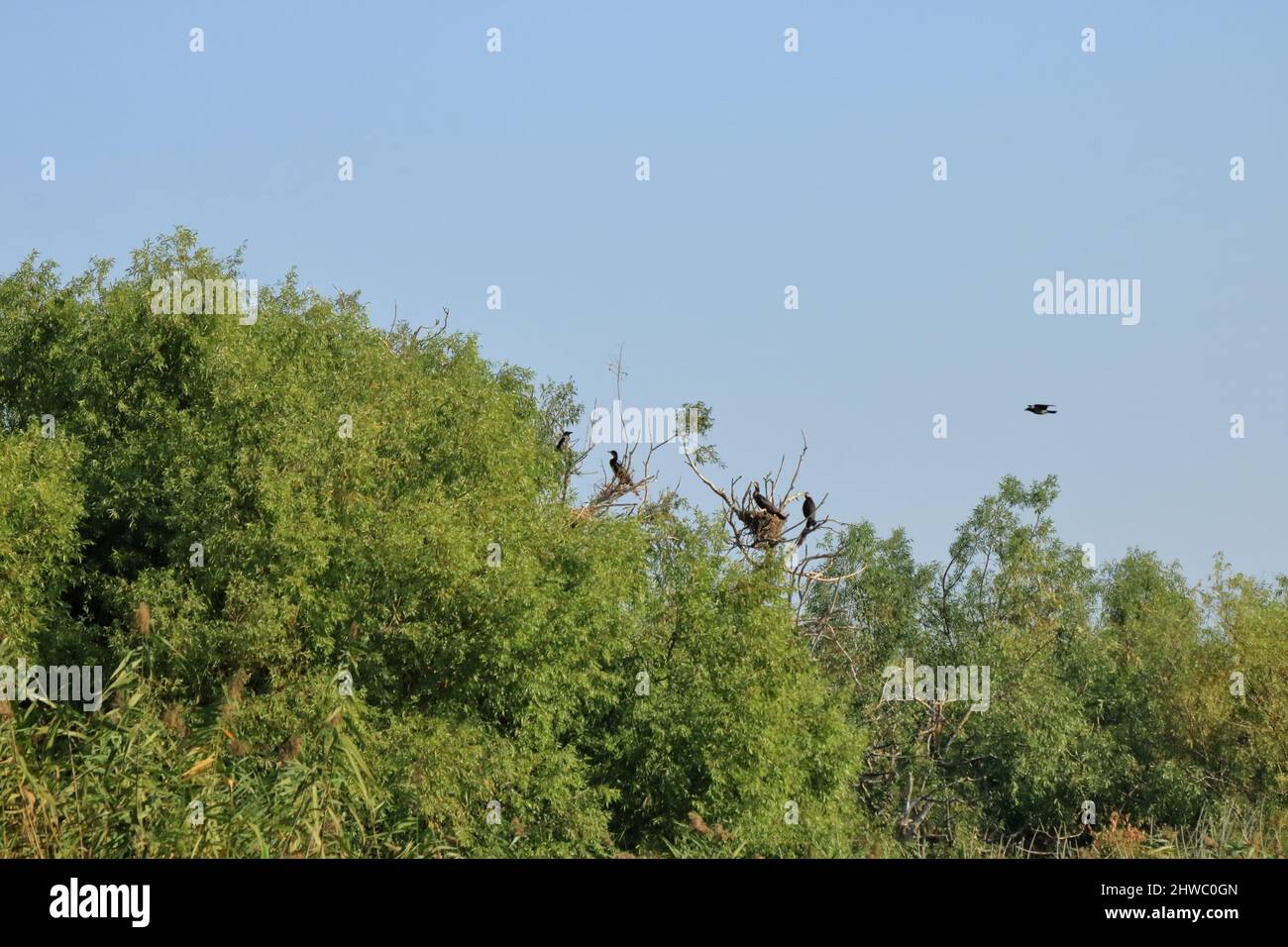 Tailed delta wing hi-res stock photography and images - Alamy