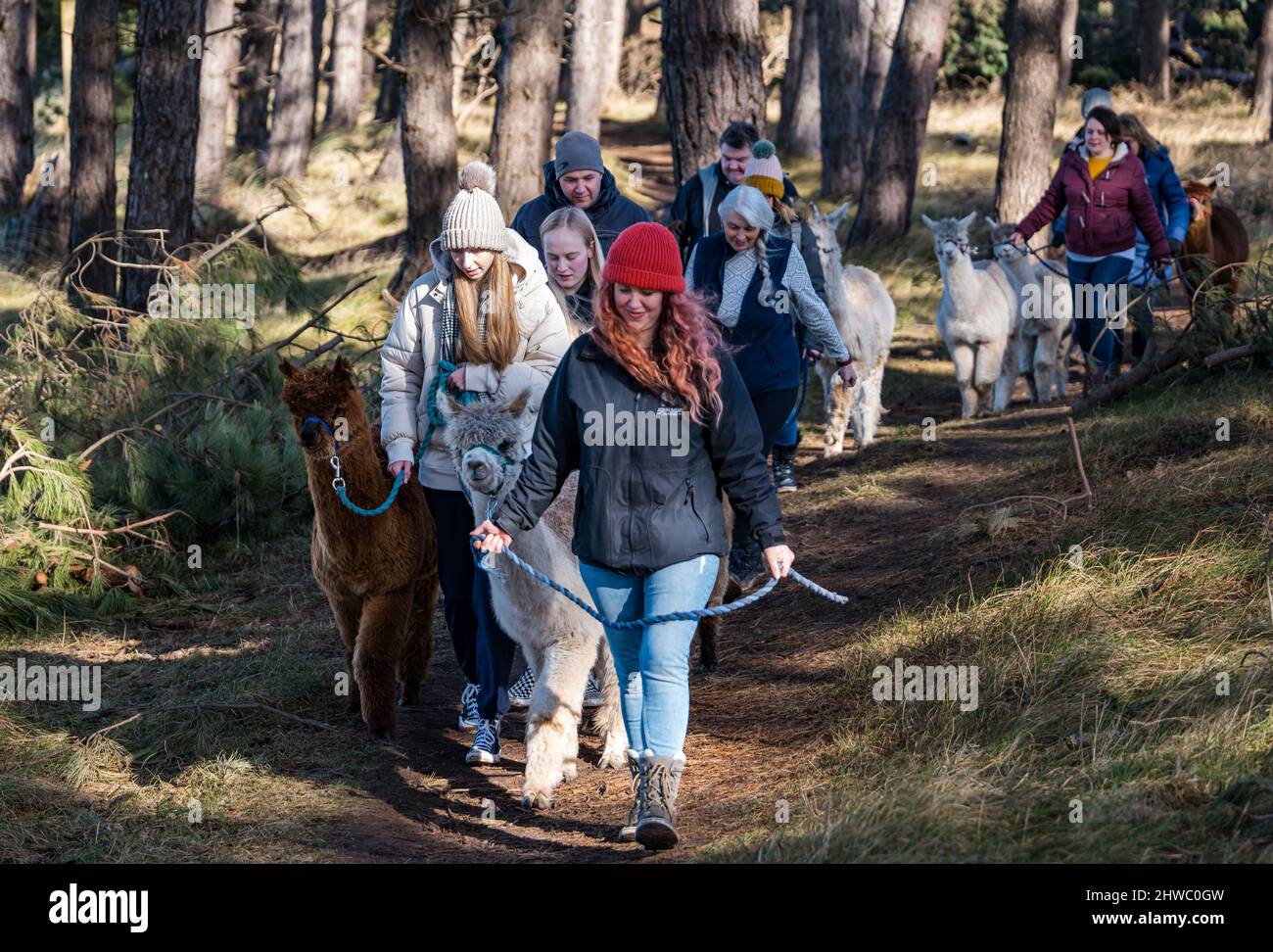 Hedderwick Hill Farm, East Lothian, Scotland, United Kingdom, 5th March ...