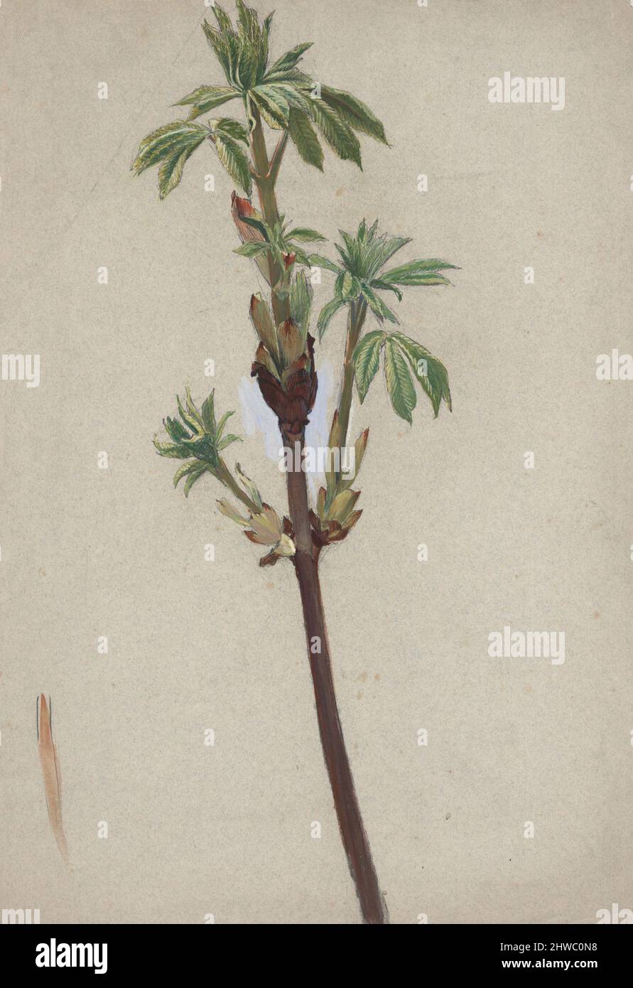 Plant Study. Artist: Edwin Austin Abbey, American, 1852–1911, M.A. (HON ...