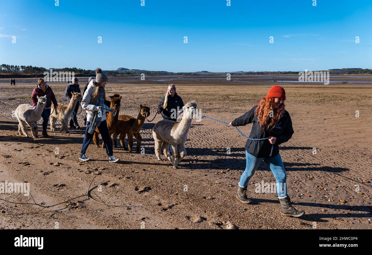 Hedderwick Hill Farm, East Lothian, Scotland, United Kingdom, 5th March ...