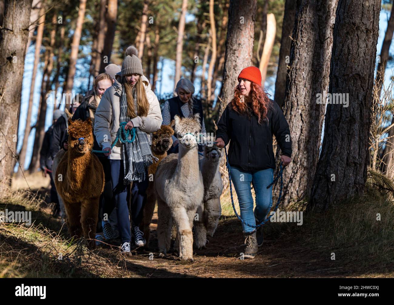 Hedderwick Hill Farm, East Lothian, Scotland, United Kingdom, 5th March ...