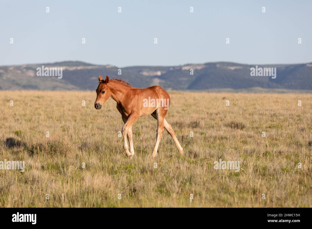 Wyoming Montana Ranch horse herd in Pryor Mountains. Yellowstone area ...