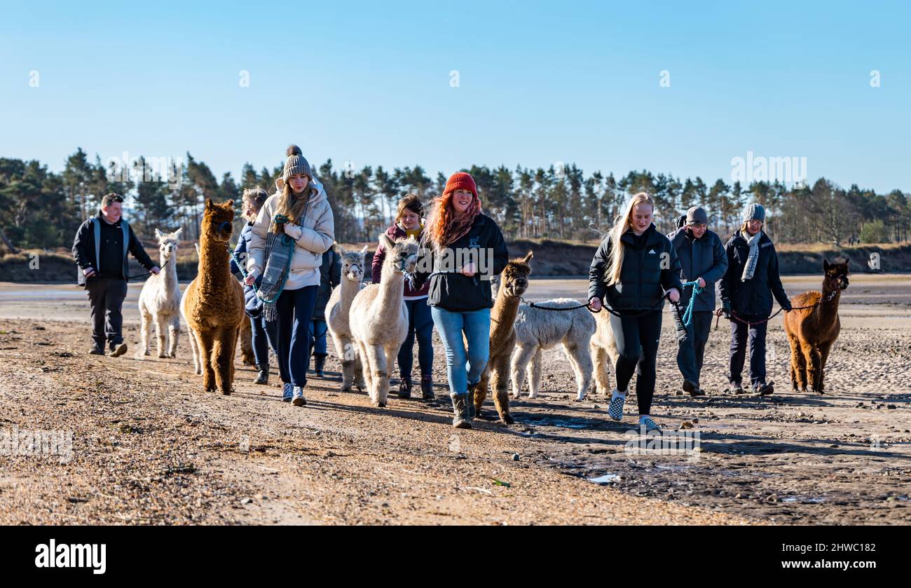 Hedderwick Hill Farm, East Lothian, Scotland, United Kingdom, 5th March ...