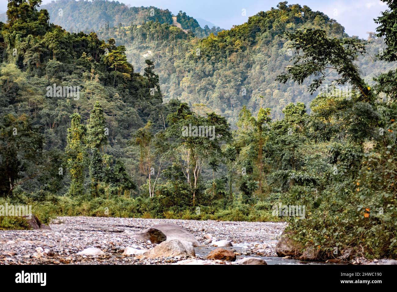 Subtropical forest in Bhutan Stock Photo - Alamy