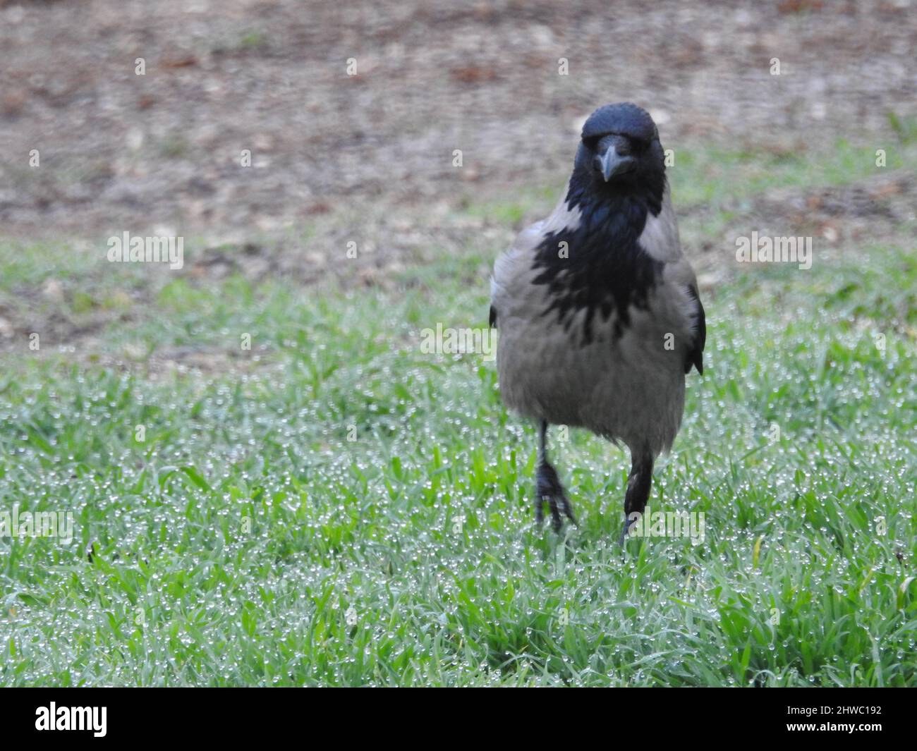 Magpie food in with food in mouth Stock Photo - Alamy