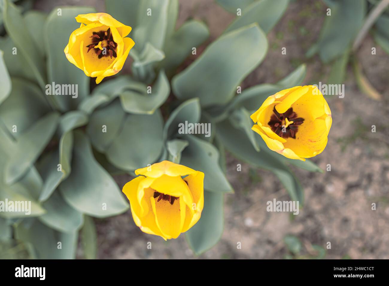 Bloomed tulips hi-res stock photography and images - Alamy