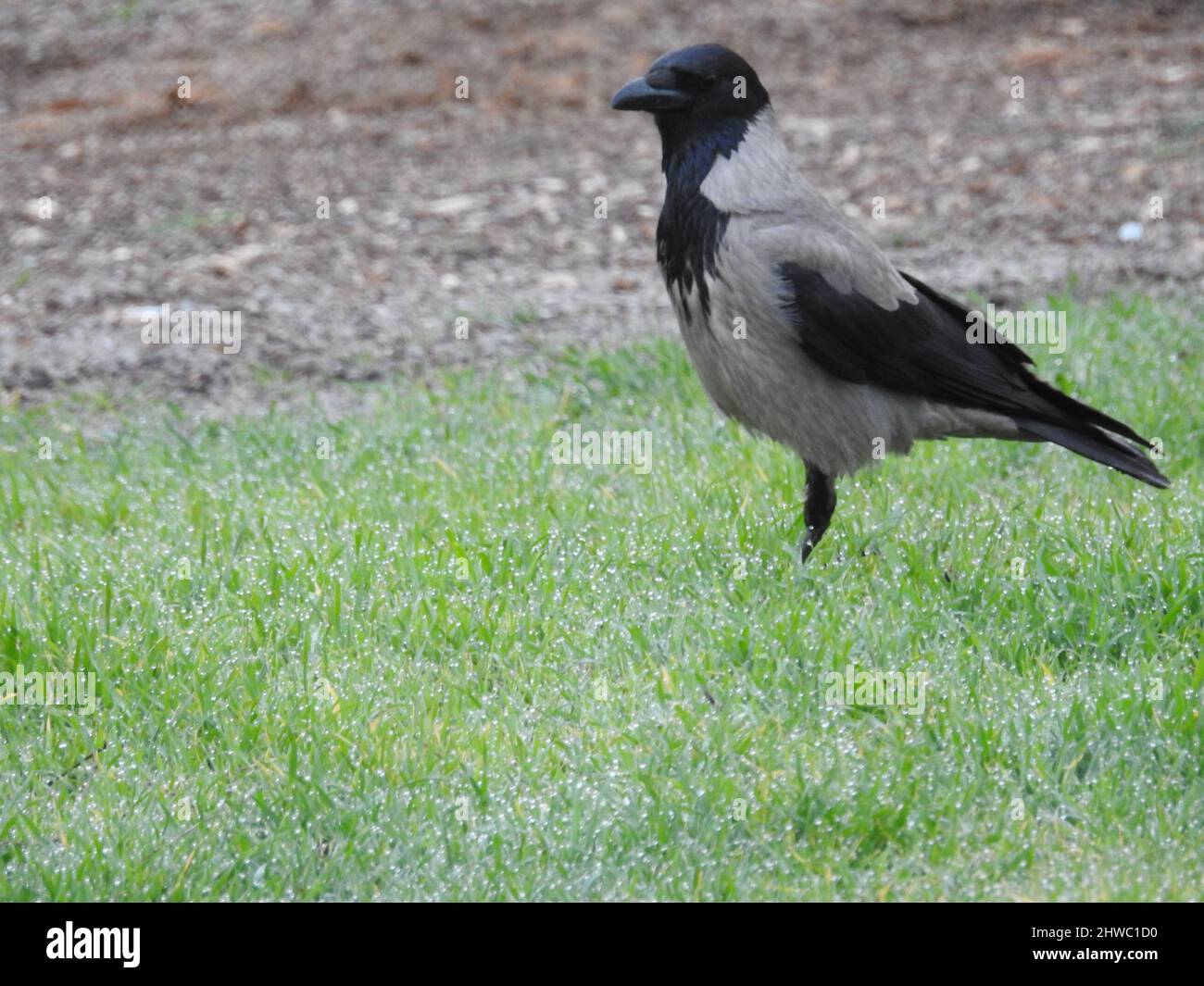 Magpie food in with food in mouth Stock Photo - Alamy