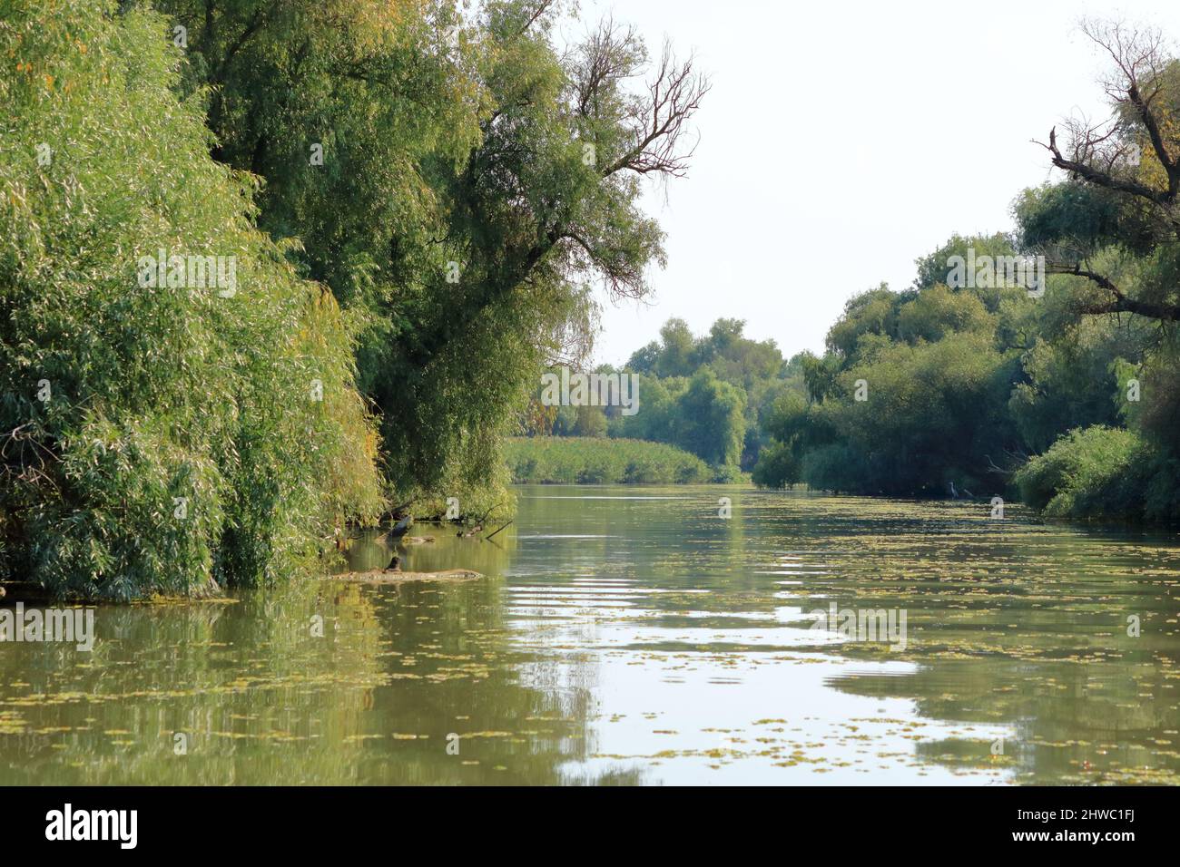 small river channel in the Danube Delta Stock Photo - Alamy