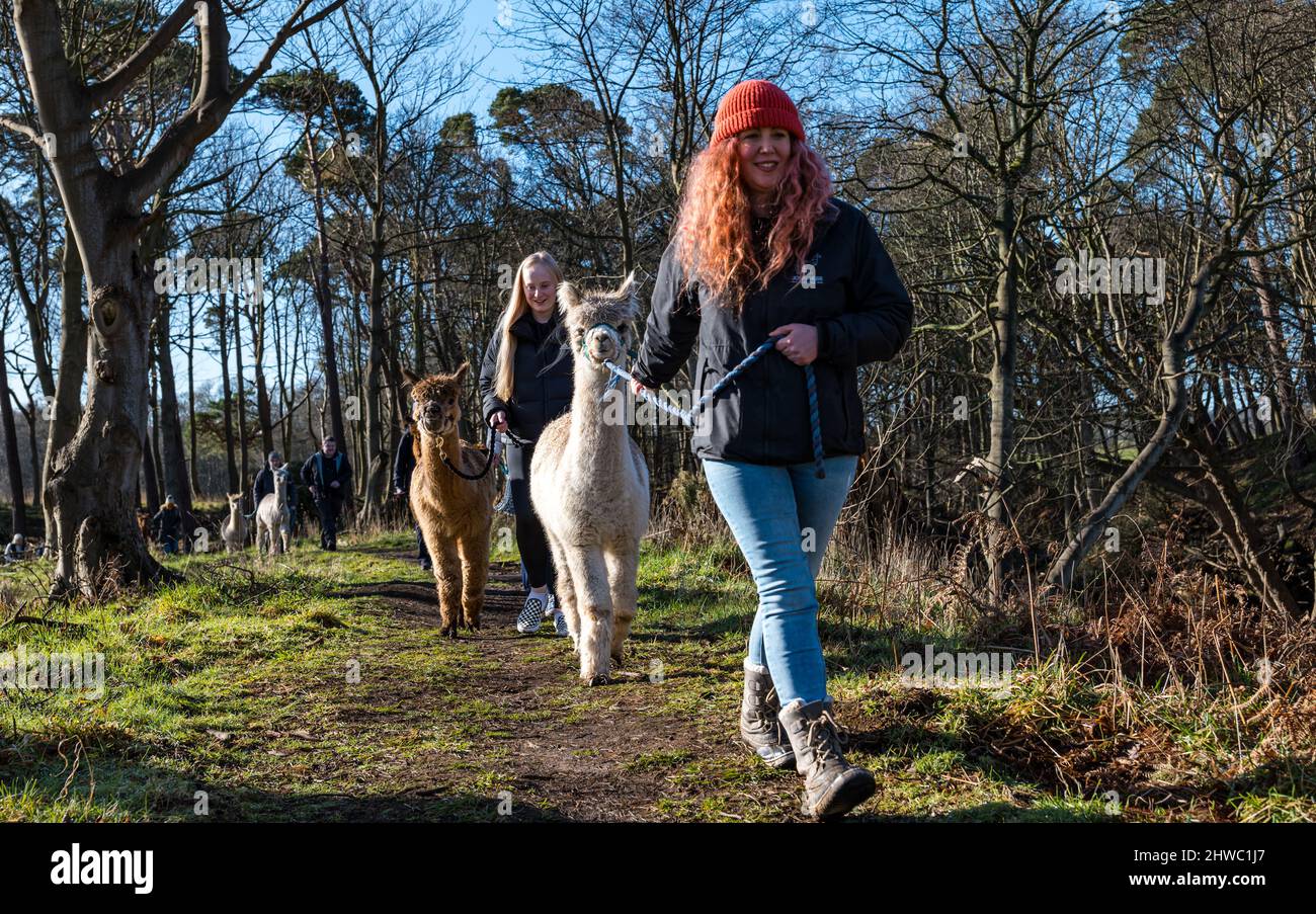 Hedderwick Hill Farm, East Lothian, Scotland, United Kingdom, 5th March ...