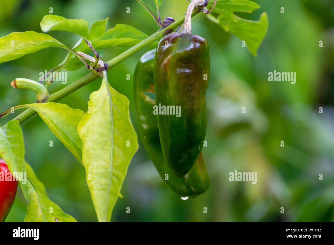 Vegetable eco garden, red bell peppers ripening on plant Stock Photo ...