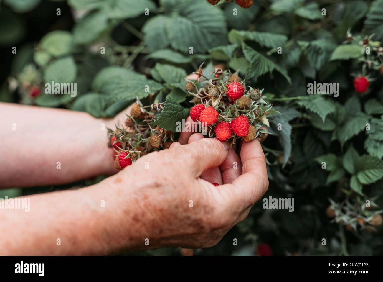 Old female hands picking fresh raspberries in the garden Stock Photo ...