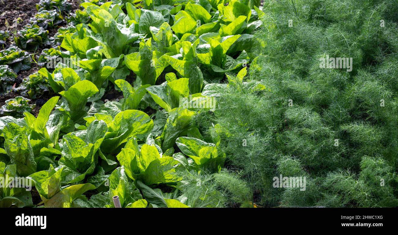 Healthy food, green leaf lettuce salad and fennel growing in eco garden ...