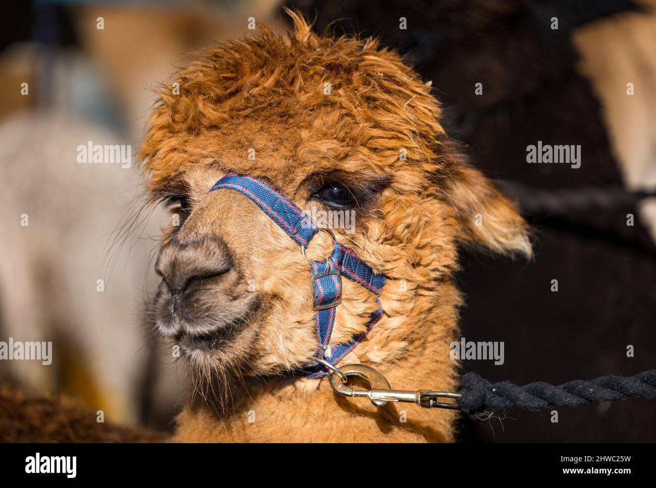 Hedderwick Hill Farm, East Lothian, Scotland, United Kingdom, 5th March ...