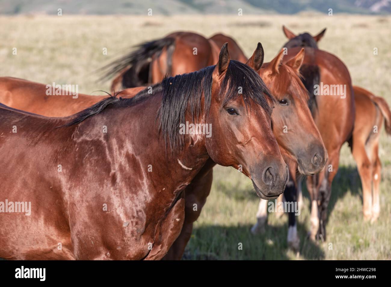 American quarter horse sorrel stallion hi-res stock photography and ...