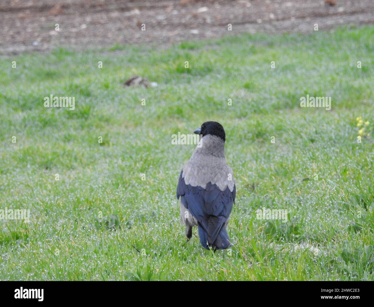 Magpie food in with food in mouth Stock Photo - Alamy