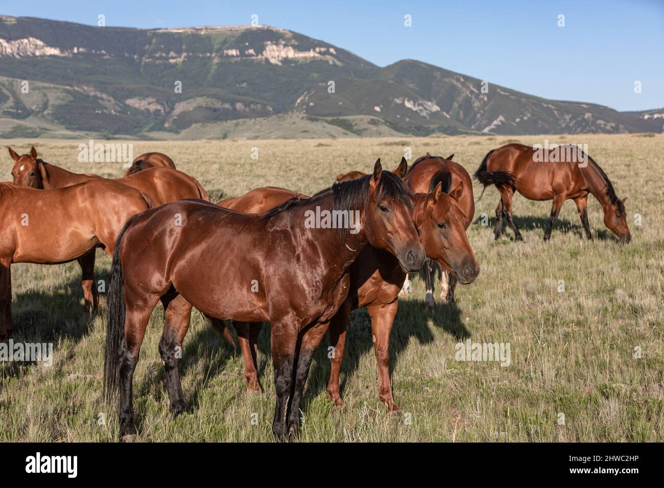 American quarter horse sorrel stallion hi-res stock photography and ...