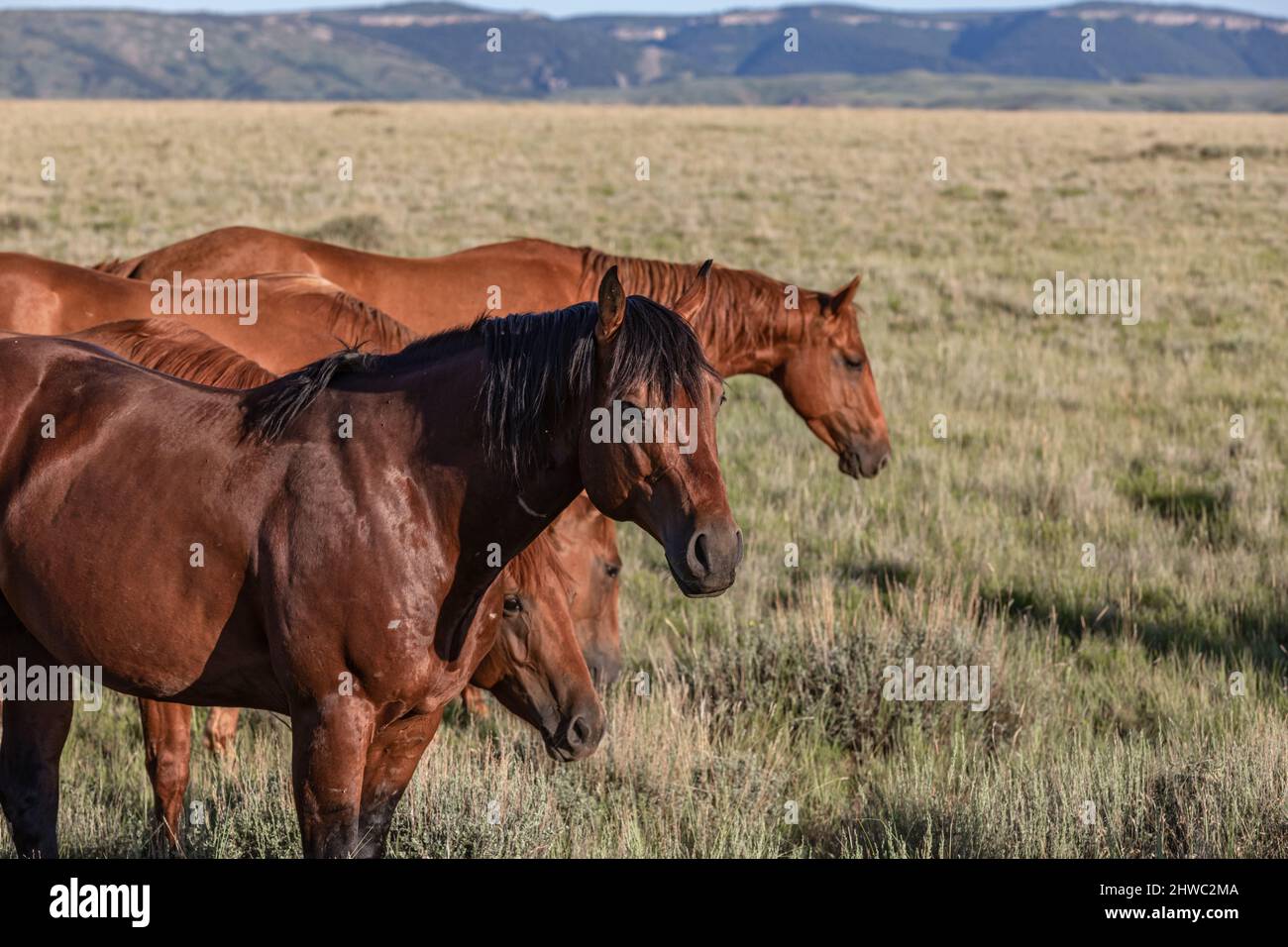 Wyoming Montana Ranch horse herd in Pryor Mountains. Yellowstone area ...