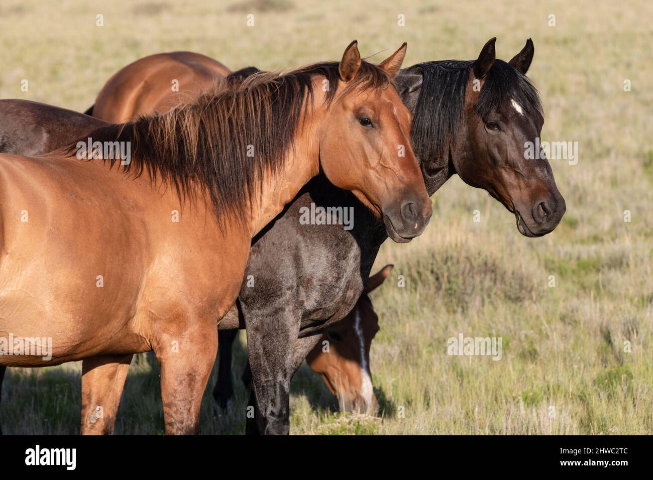 Wyoming Montana Ranch horse herd in Pryor Mountains. Yellowstone area ...