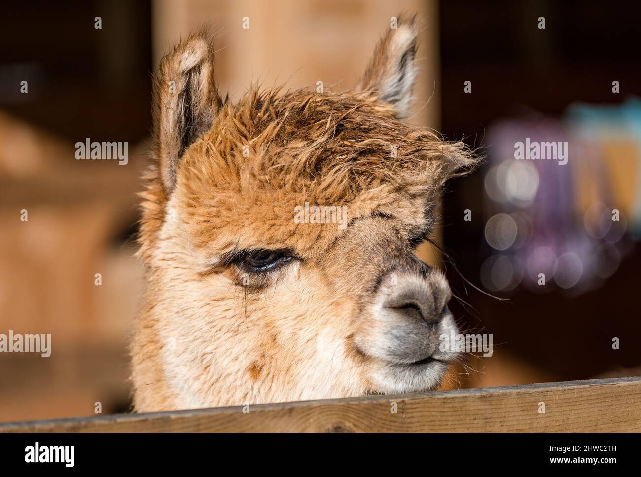Hedderwick Hill Farm, East Lothian, Scotland, United Kingdom, 5th March ...