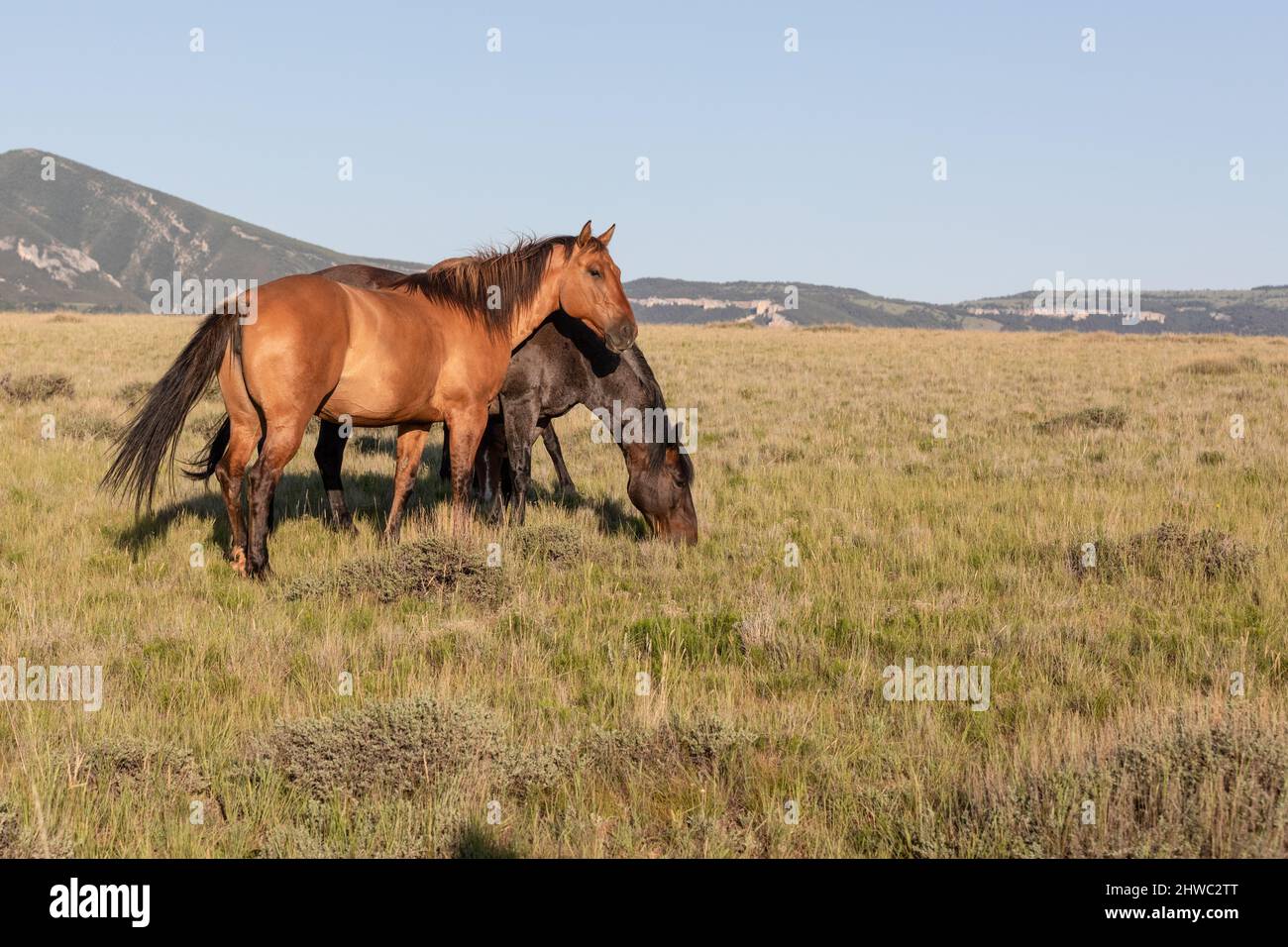 Wyoming Montana Ranch horse herd in Pryor Mountains. Yellowstone area ...